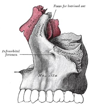 Zygomatic Arch - X-ray Tech Positioning Guide