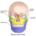 Zygomatic Arch - X-ray Tech Positioning Guide